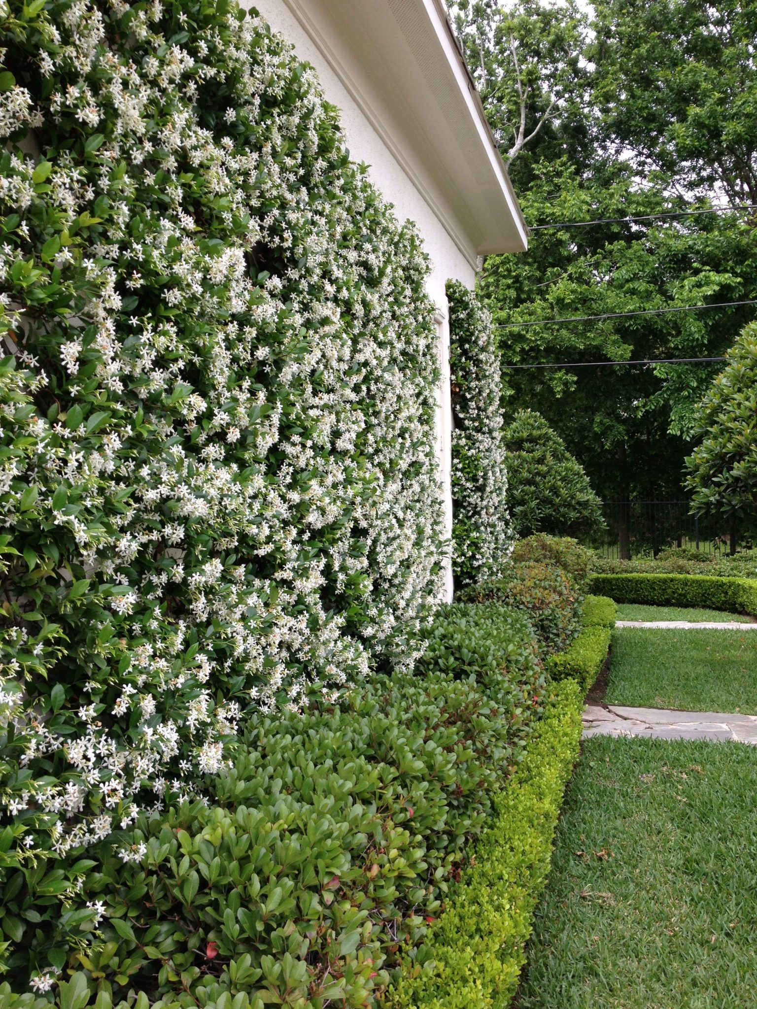 Trachelospermum Jasminoides Broad Leaf Common Name Star Jasmine 
